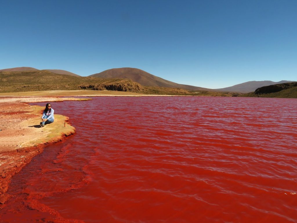 Tour Laguna Roja desde Arica - Altos del Norte
